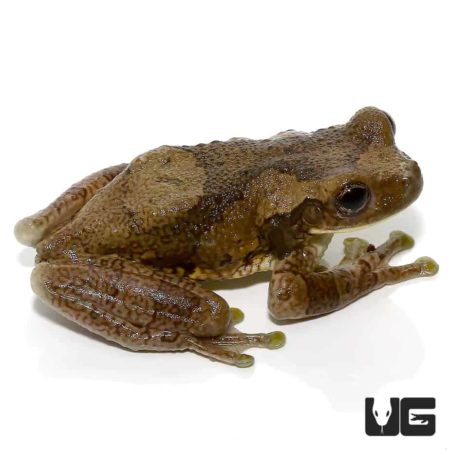 Marbled Tree Frog (Ceratophrys cranwelli) For Sale- Underground Reptiles