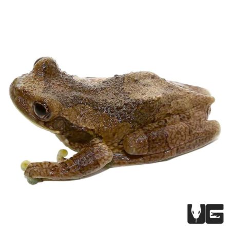 Marbled Tree Frog (Ceratophrys cranwelli) For Sale- Underground Reptiles