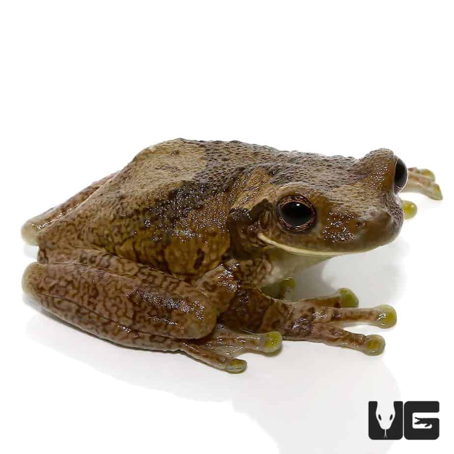 Marbled Tree Frog (Ceratophrys cranwelli) For Sale- Underground Reptiles