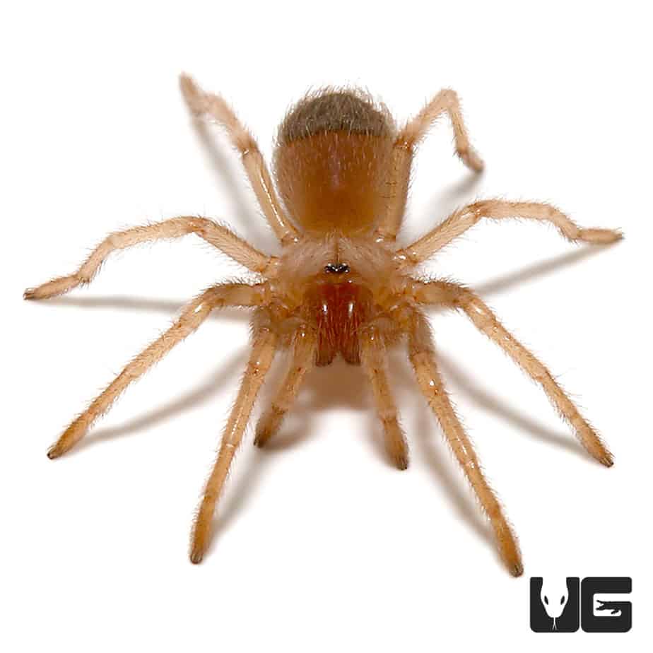 Mexican Flame Knee Tarantulas (Brachypelma auratum) For Sale ...