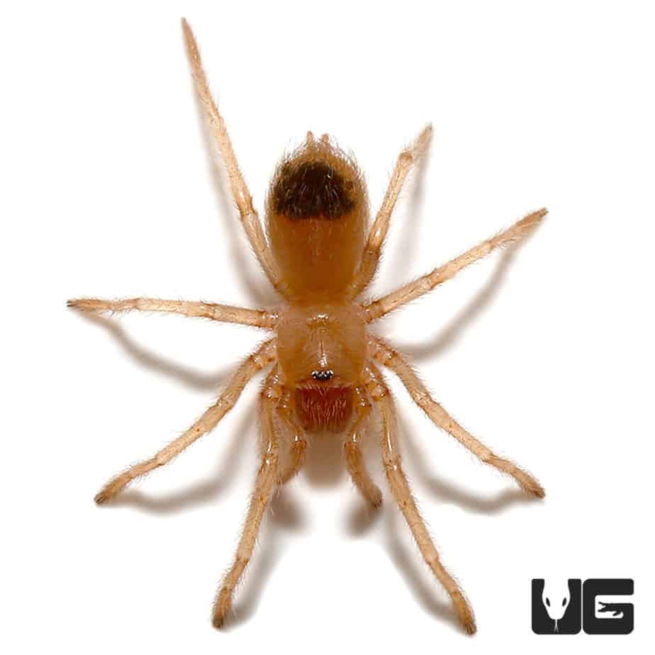 Mexican Flame Knee Tarantulas (Brachypelma auratum) For Sale ...