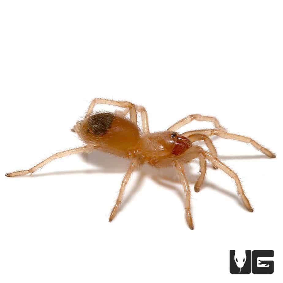 Mexican Flame Knee Tarantulas (Brachypelma auratum) For Sale ...