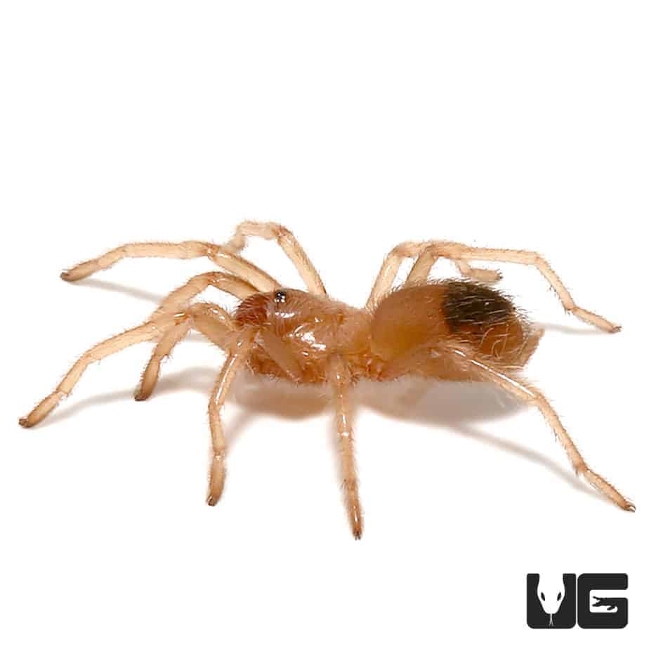 Mexican Flame Knee Tarantulas (Brachypelma auratum) For Sale ...