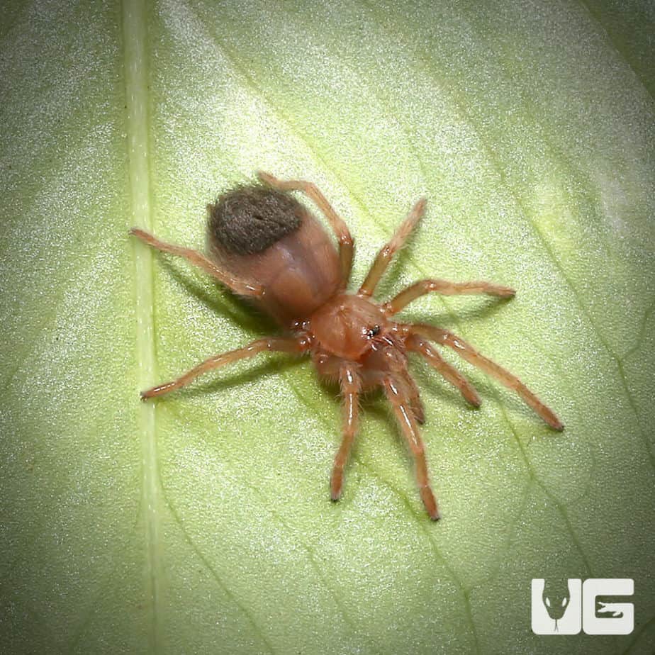 Mexican Golden Red Rump Tarantula (Brachypelma albiceps) For Sale ...