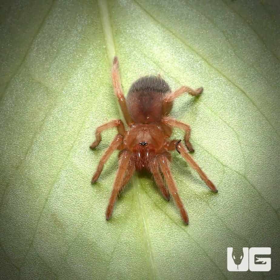 Mexican Pink Leg Tarantula (.25 - .75'') - Underground Reptiles