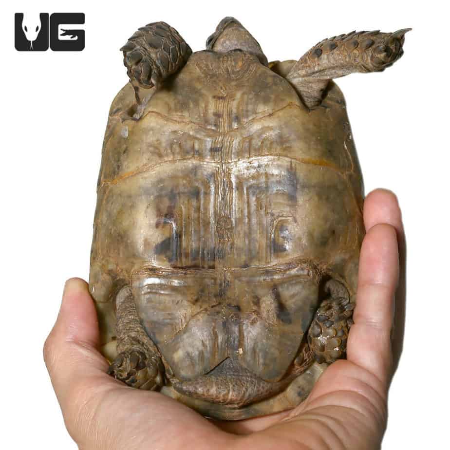 Moroccan Greek Tortoises (Testudo graeca) For Sale - Underground Reptiles