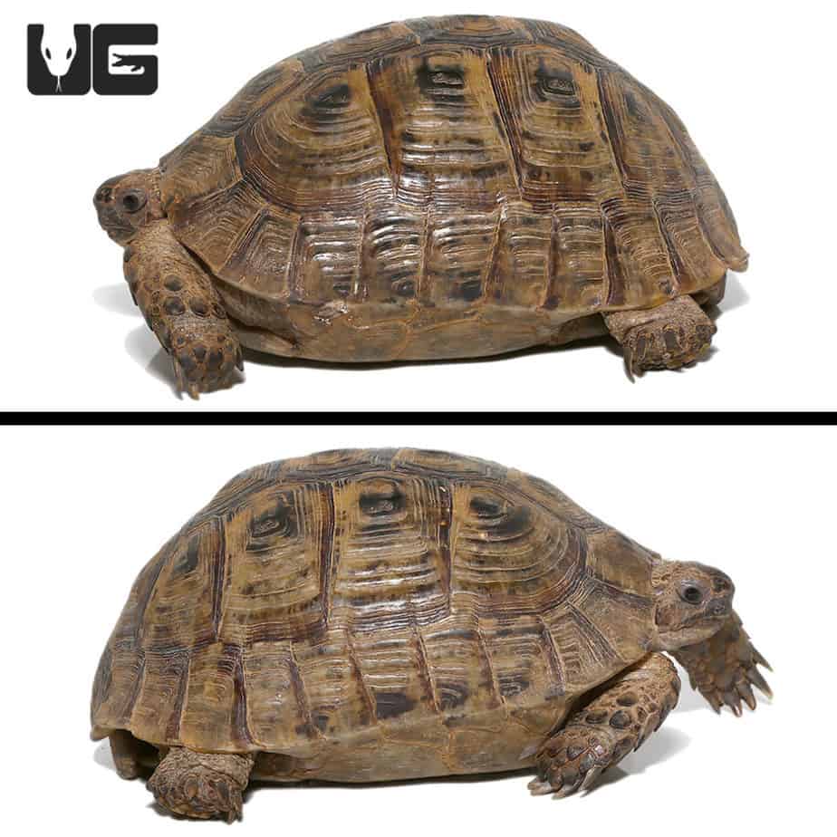 Moroccan Greek Tortoises (Testudo graeca) For Sale - Underground Reptiles