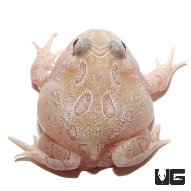 Mutant Black Eyed Nebula Pacman Frogs For Sale - Underground Reptiles