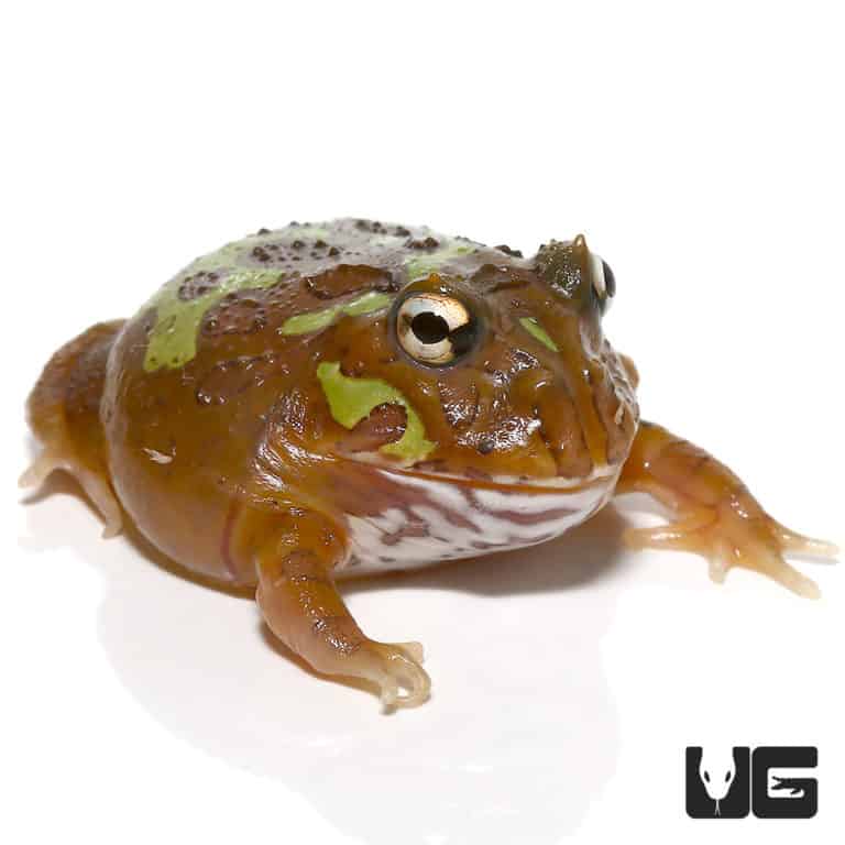 Mutant Clown Nebula Pacman Frogs for sale - Underground Reptiles