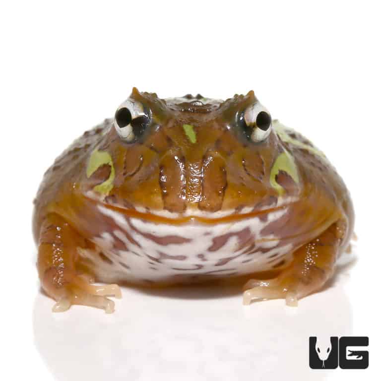 Mutant Clown Nebula Pacman Frogs for sale - Underground Reptiles