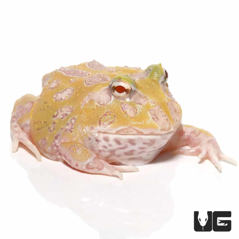 Mutant Lemon Drop Angel Pacman Frogs for sale - Underground Reptiles