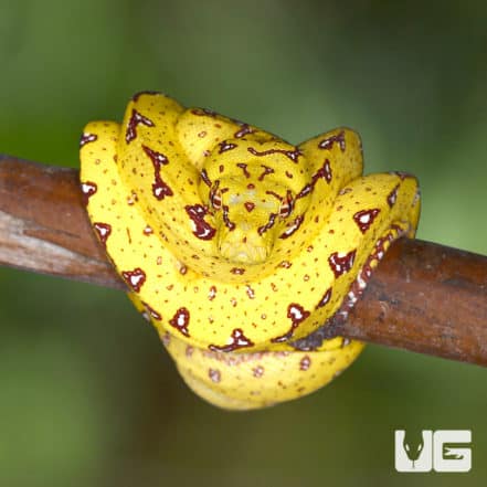 Baby Biak Green Tree Pythons For Sale - Underground Reptiles