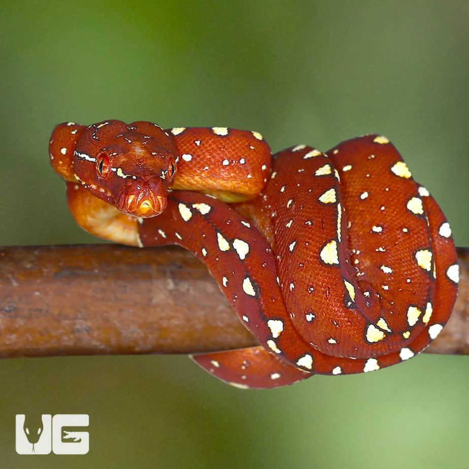 Baby Biak Green Tree Pythons For Sale - Underground Reptiles