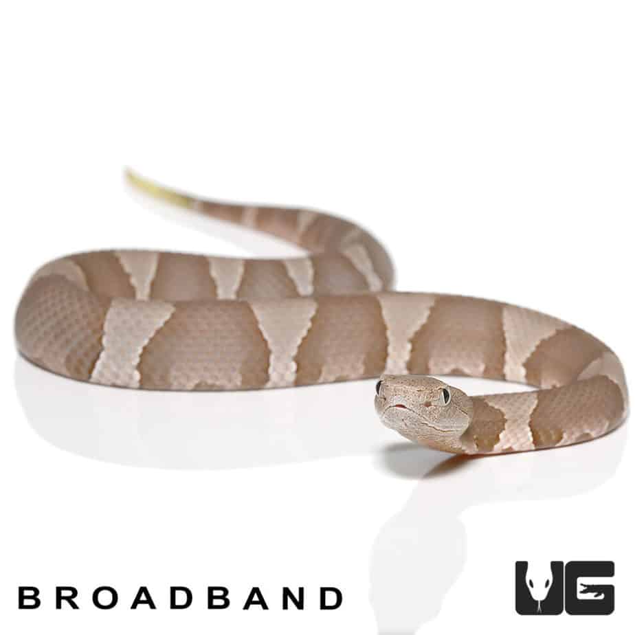 Copperhead Snakes For Sale - Underground Reptiles