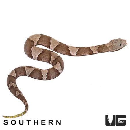 Copperhead Snakes For Sale - Underground Reptiles