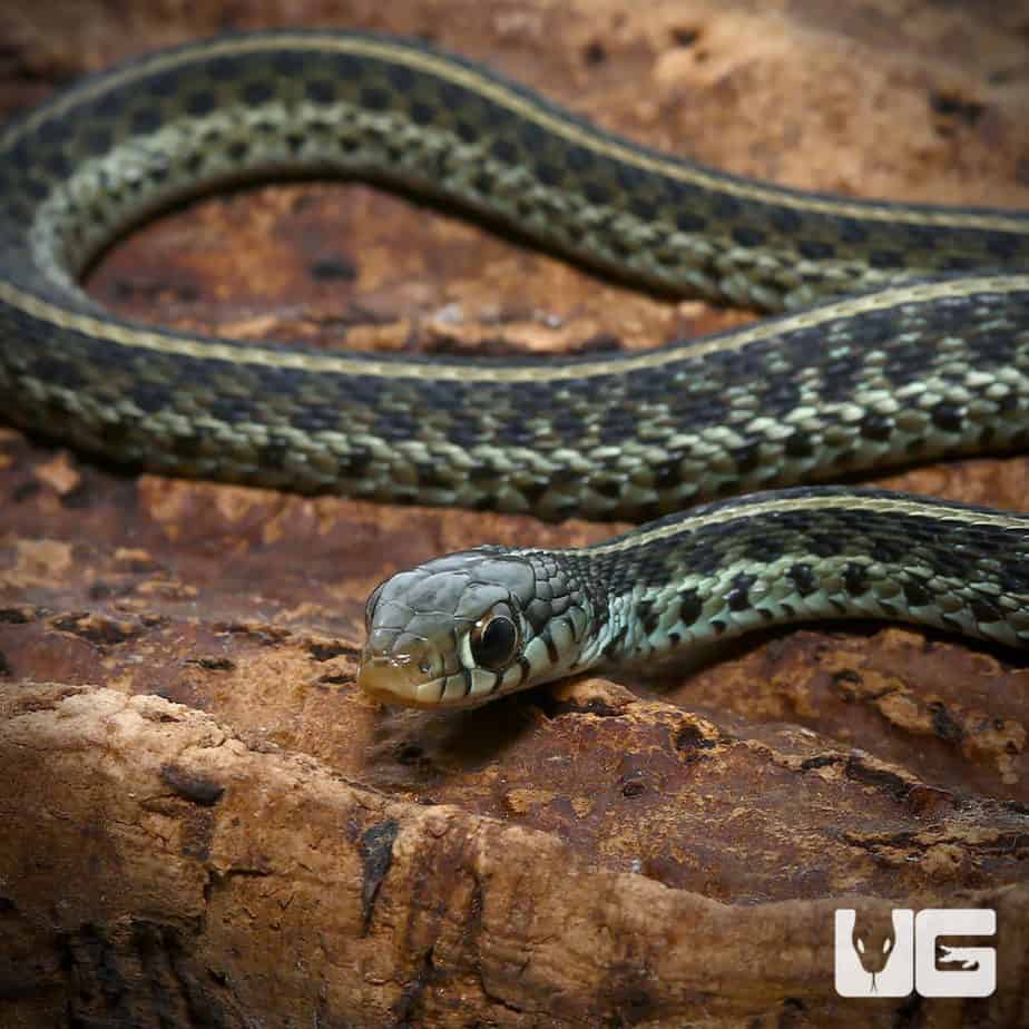 Garter, Gophers, Bull & Pine Snakes For Sale - Underground Reptiles