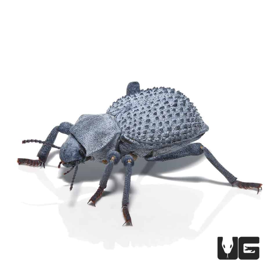 Blue Death Feigning Beetle (Asbolus verrucosus) For Sale - Underground ...