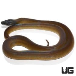 D'Alberts White Lipped Python For Sale - Underground Reptiles