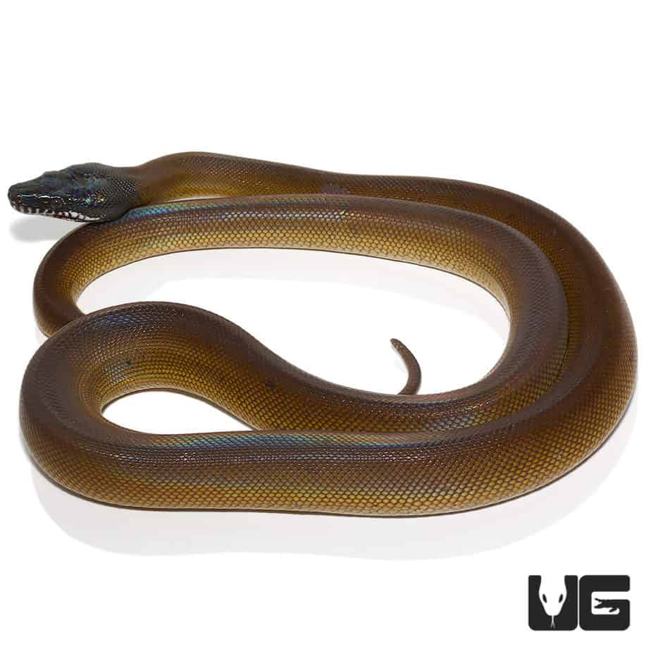 D'Alberts White Lipped Python For Sale - Underground Reptiles