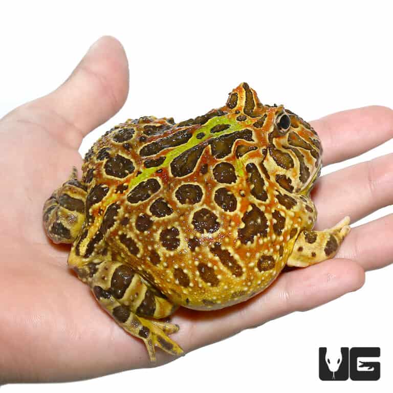 Ornate Pacman Frogs For Sale - Underground Reptiles