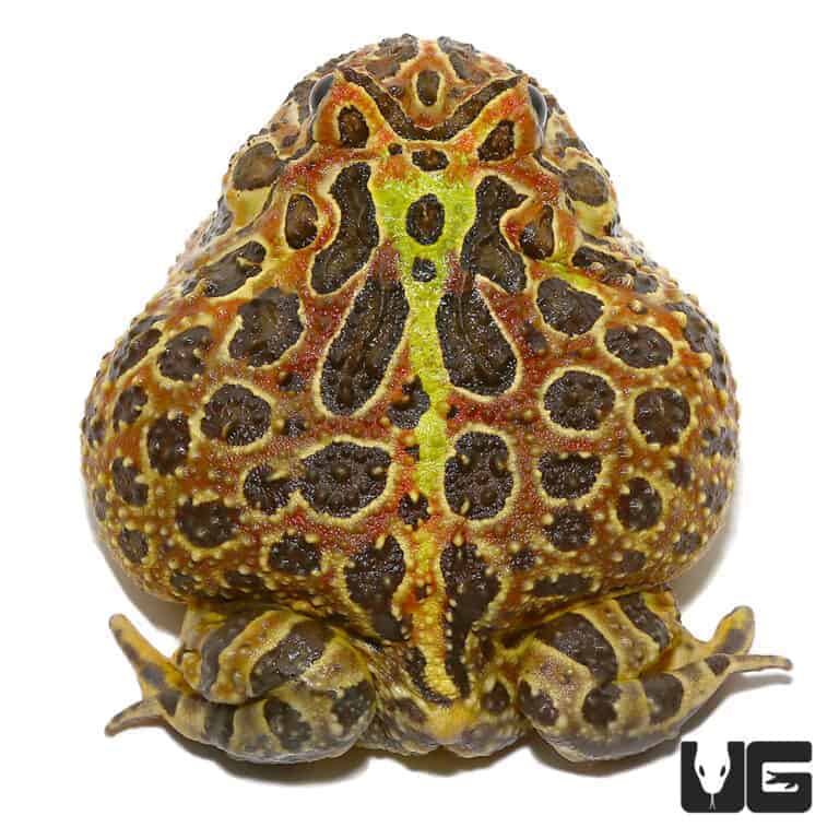 Ornate Pacman Frogs For Sale - Underground Reptiles