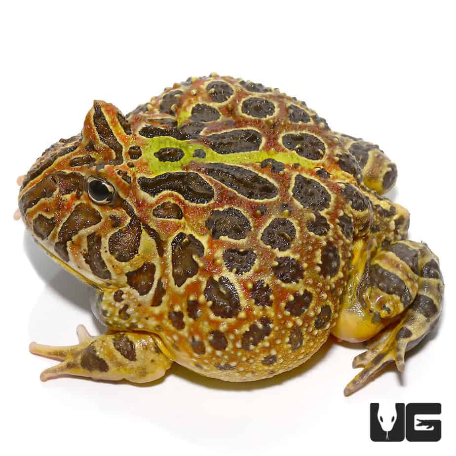 Ornate Pacman Frogs For Sale - Underground Reptiles