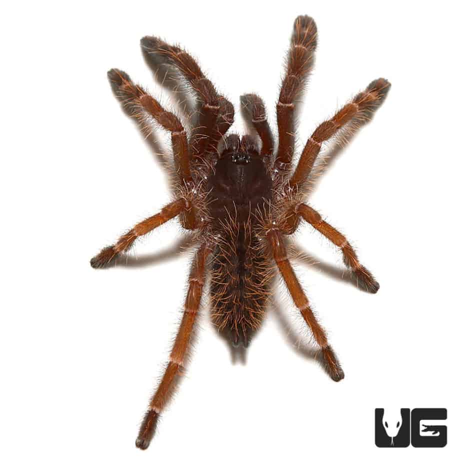 Peach Earth Tiger Tarantula (Phormingochilus sp Rufus) For sale ...