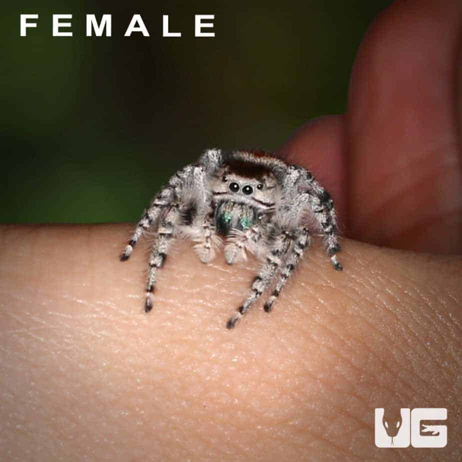 Adult Regal Jumping Spiders For Sale - Underground Reptiles
