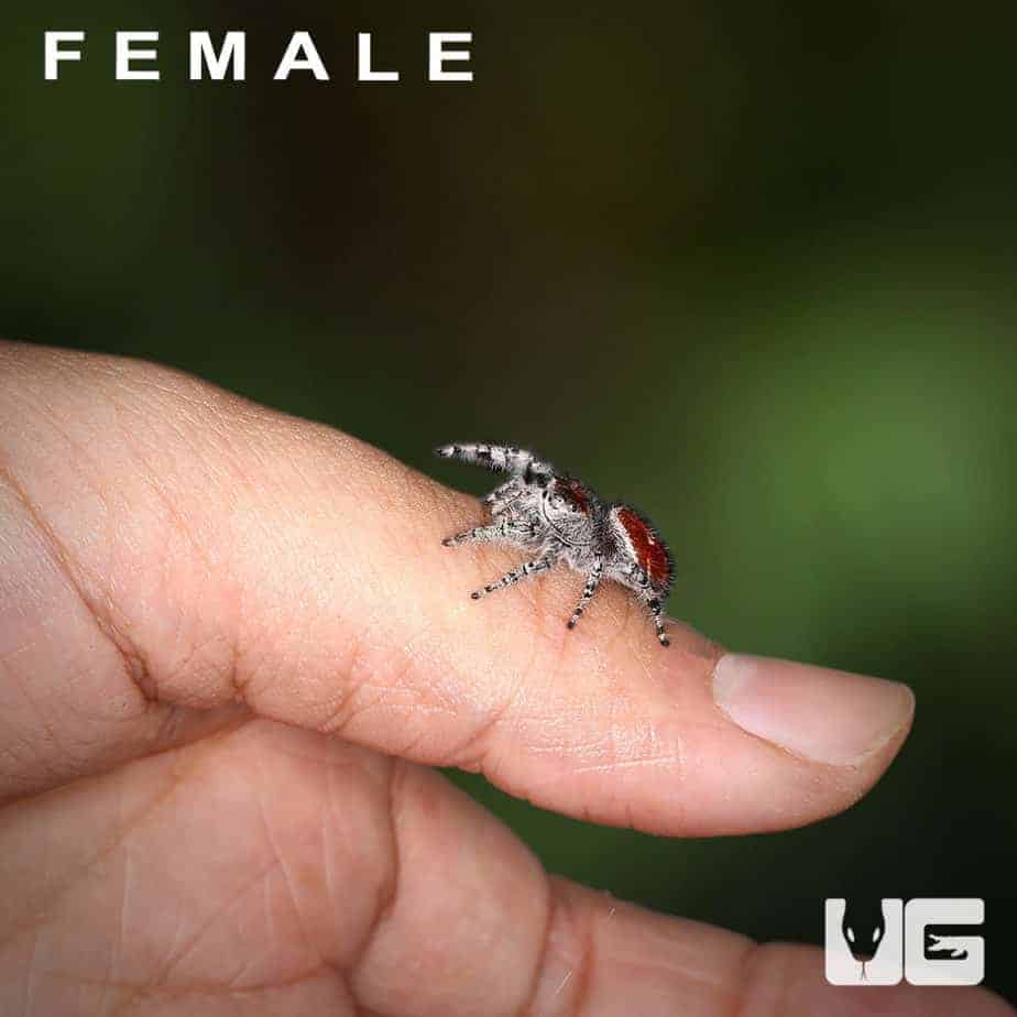 Adult Regal Jumping Spiders For Sale - Underground Reptiles