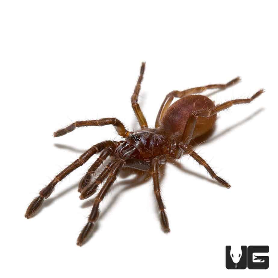 Psychedelic Earth Tiger Tarantula (Haploclastus devamatha) For Sale ...