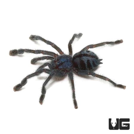 Puerto Rican Pinktoe Tarantula (.25 - .75'') - Underground Reptiles