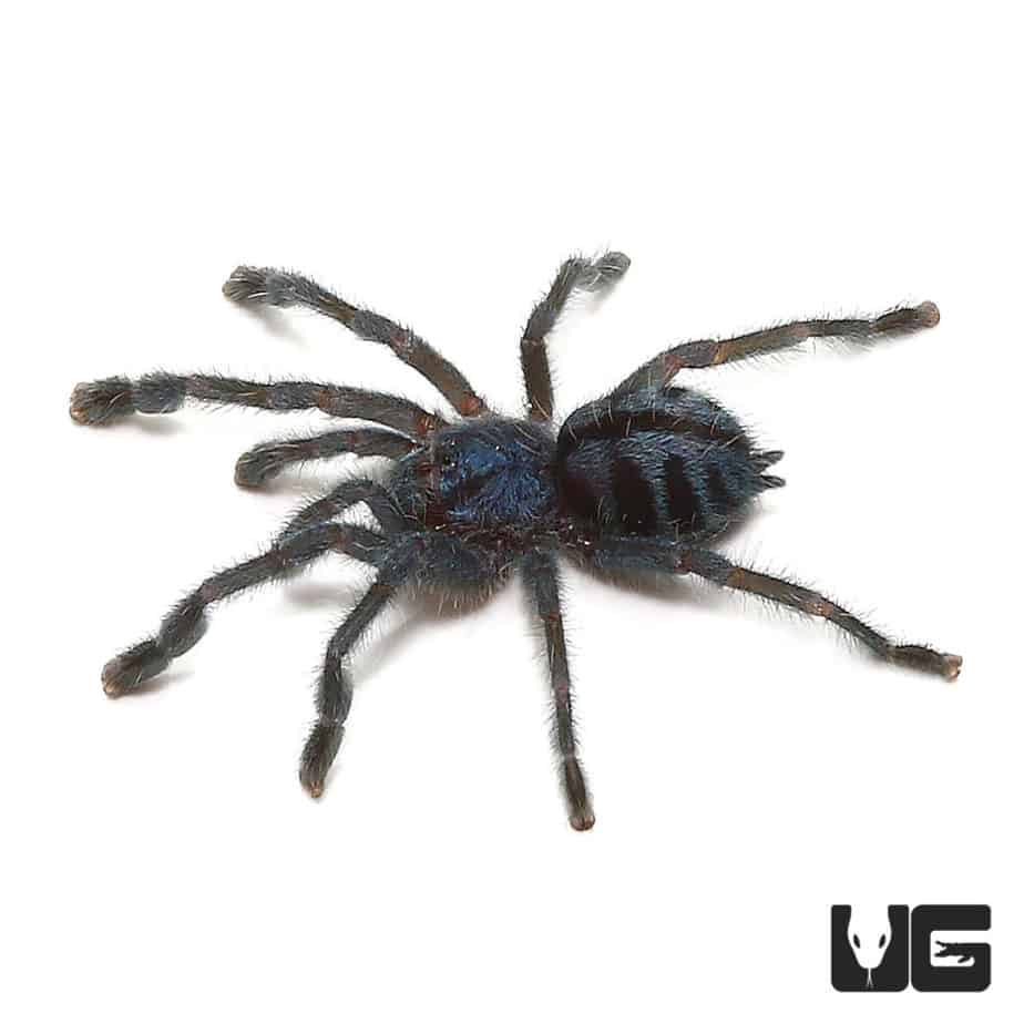 Puerto Rican Pinktoe Tarantula (.25 - .75'') - Underground Reptiles