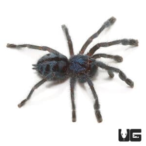 Puerto Rican Pinktoe Tarantula (.25 - .75'') - Underground Reptiles