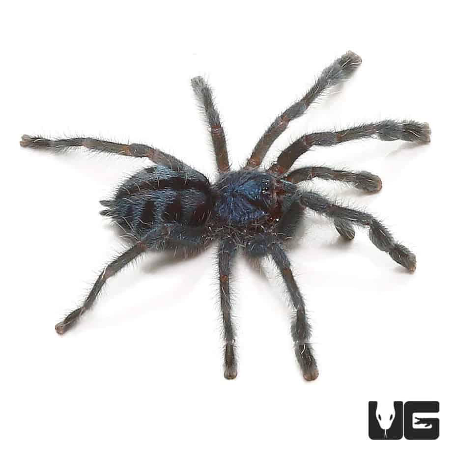 Puerto Rican Pinktoe Tarantula (.25 - .75'') - Underground Reptiles