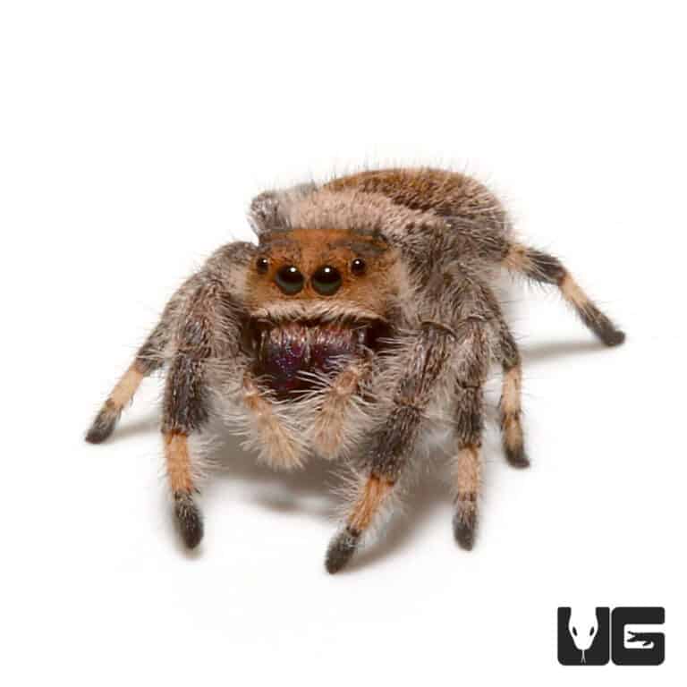 Regal Jumping Spiders (Phidippus regius) For Sale - Underground Reptiles