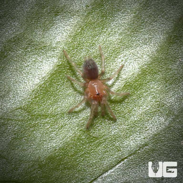 Roatan Island Purple Tarantulas (Theraphosinae sp Roatan) For Sale ...