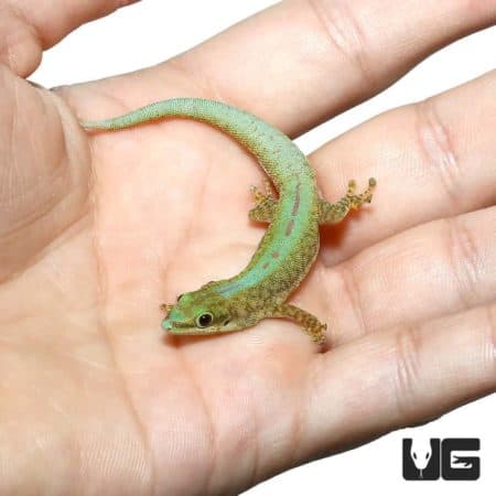 Day Geckos For Sale - Underground Reptiles
