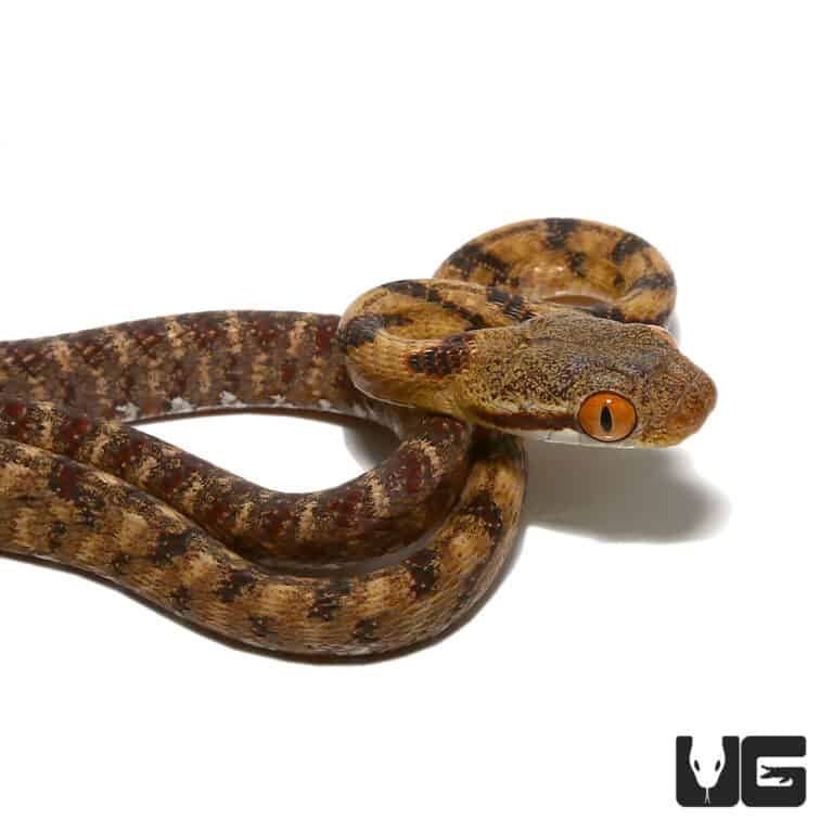 Banded Cat Eye Snakes For Sale - Underground Reptiles