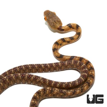 Banded Cat Eye Snakes For Sale - Underground Reptiles