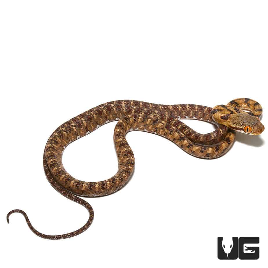 Banded Cat Eye Snakes For Sale - Underground Reptiles