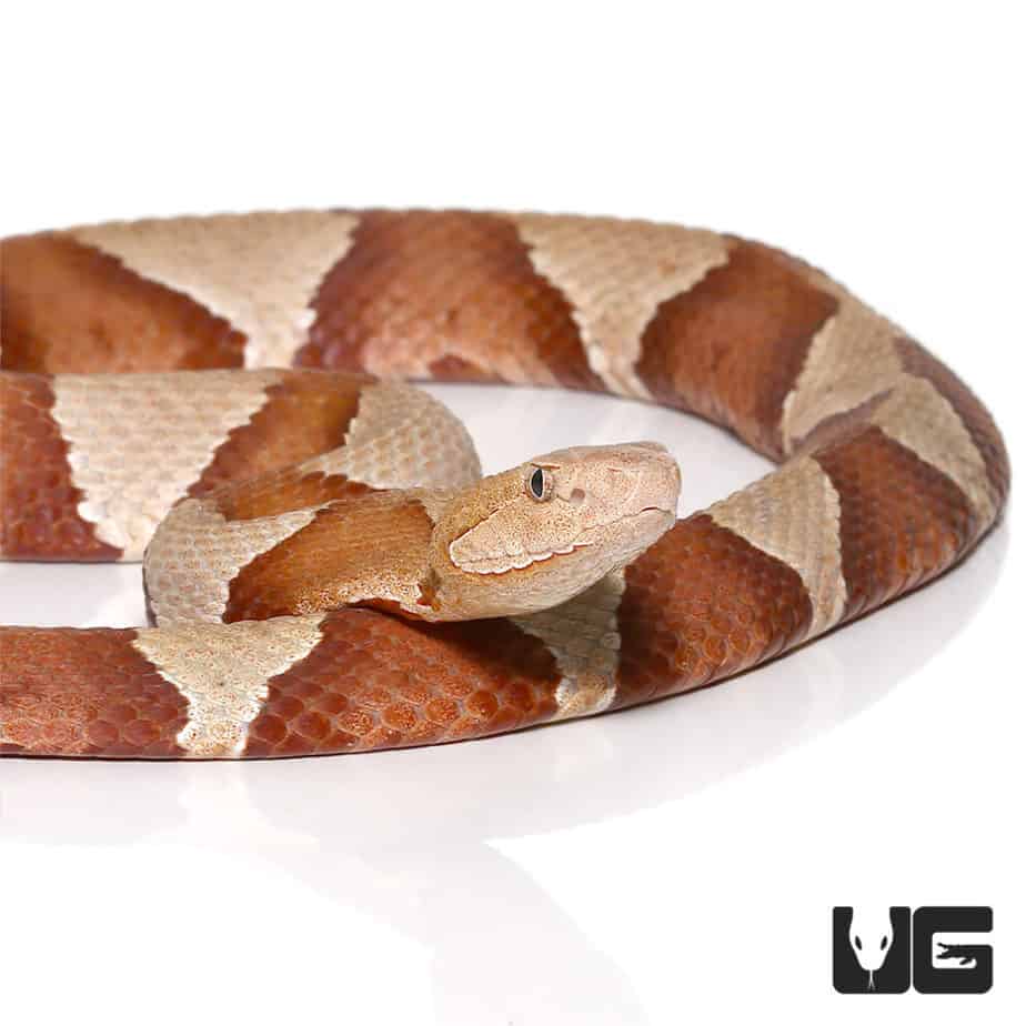 Copperhead Snakes For Sale - Underground Reptiles