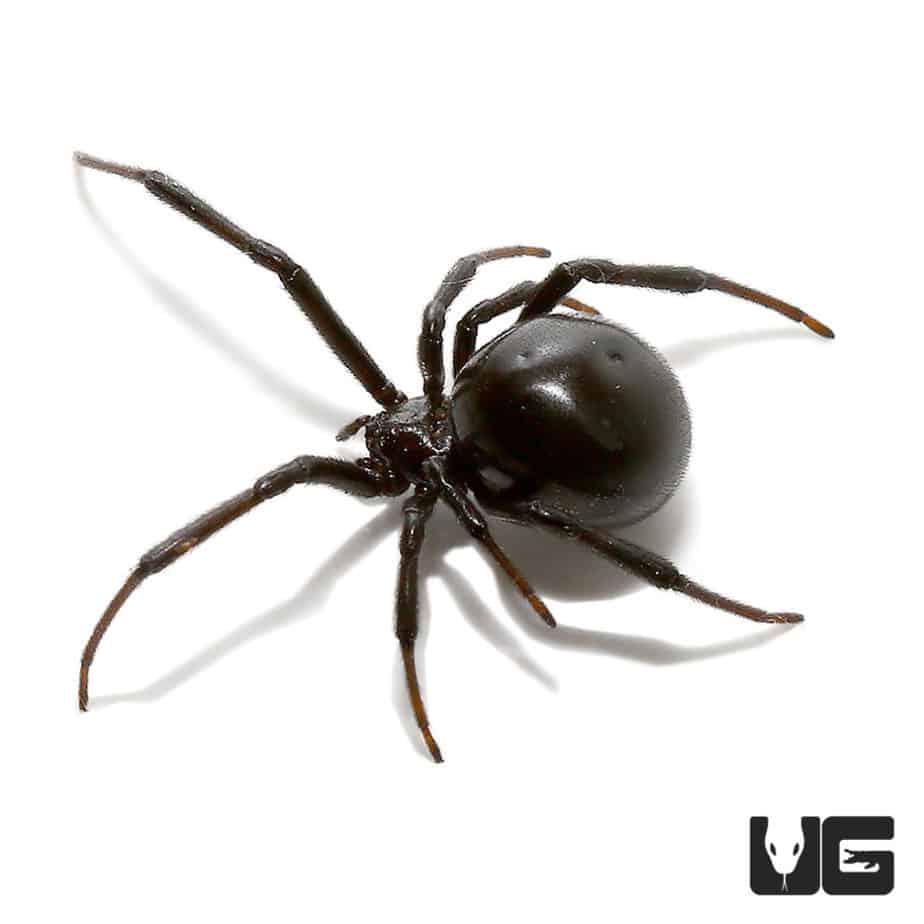 Southern Black Widow Spider (Latrodectus mactans) For Sale ...
