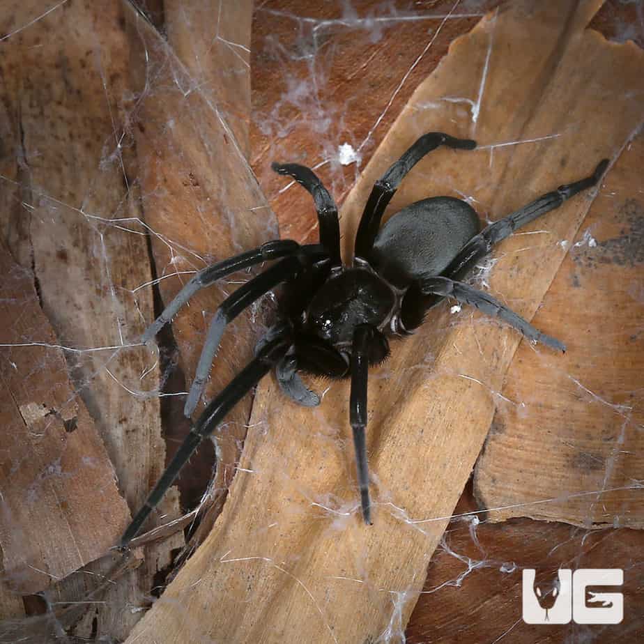 Southern Crevice Spider (Kukulcania hibernalis) For sale - Underground ...