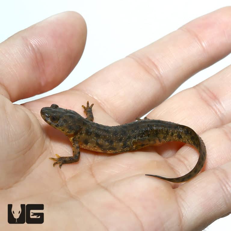 Newts and More For Sale - only at Underground Reptiles