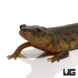 Spanish Ribbed Newts (Pleurodeles waltl) For Sale - Underground Reptiles