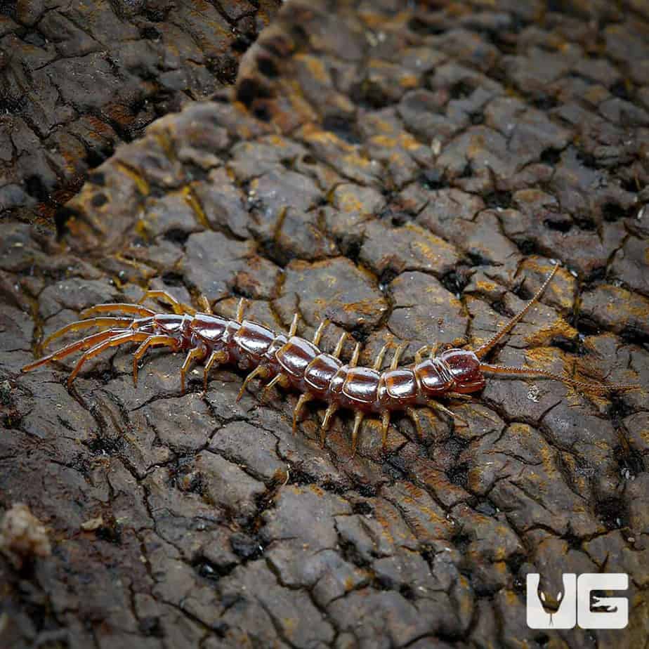 Stone Centipede For Sale - Underground Reptiles