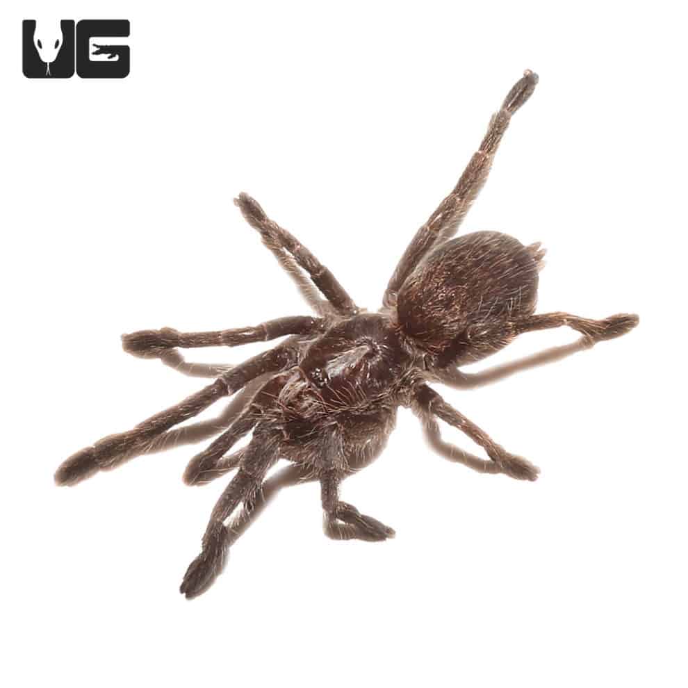 Straight Horn Baboon Tarantula (.5 - .75'') - Underground Reptiles