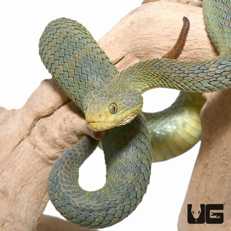 Venomous Snakes & Lizards For Sale - Underground Reptiles