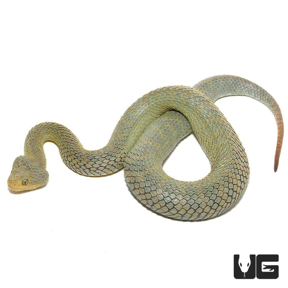 Patternless Green Squamigera Bush Viper (Atheris squamigera) For Sale ...