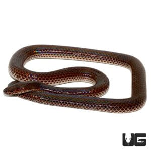 Sunbeam Snakes (Xenopeltis unicolor) For Sale - Underground Reptiles